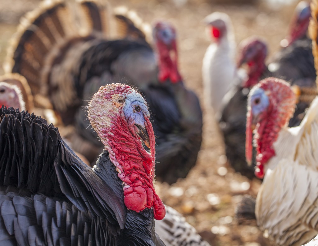Turkeys On The Farm - St Davids Poultry Team