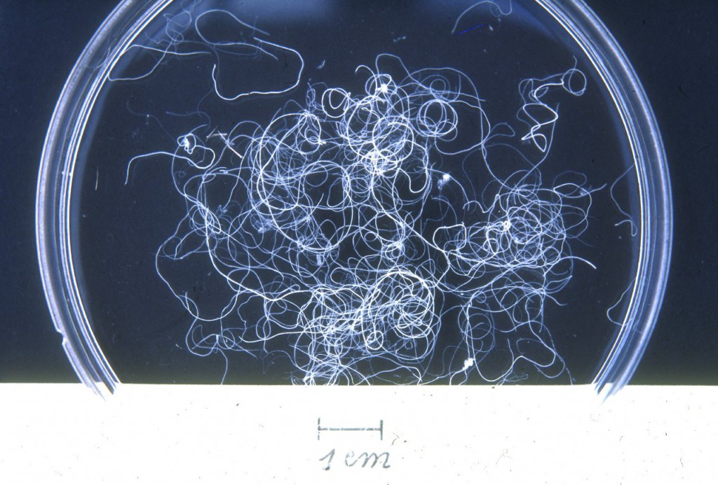 Capillaria - St Davids Poultry Team