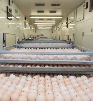Managing the broiler gut microbiome