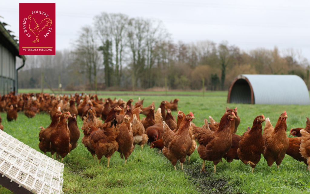 Weighing up your production efficiency - St Davids Poultry Team