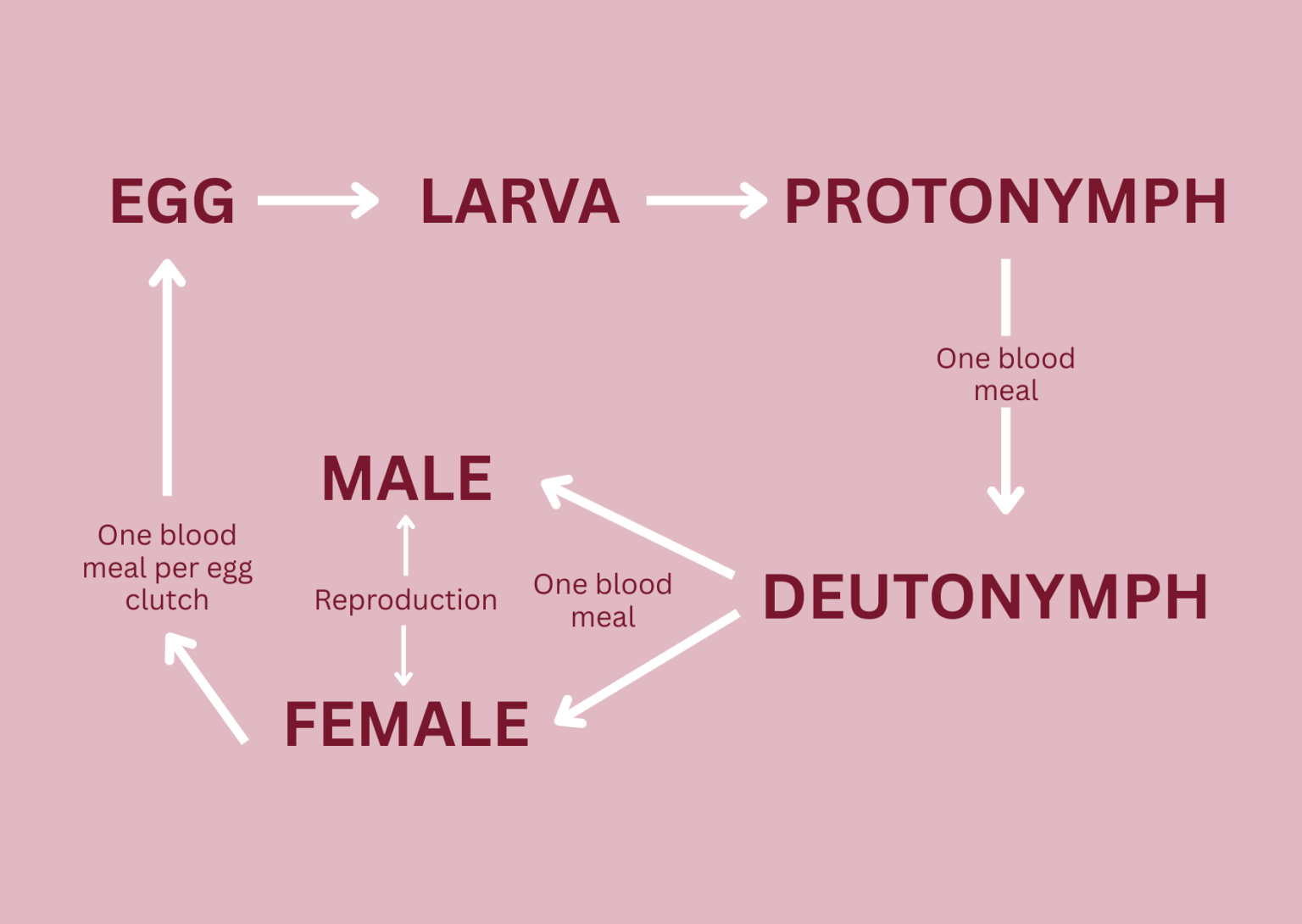 Red Mite in Poultry: Symptoms, Life Cycle, and Effective Treatment ...