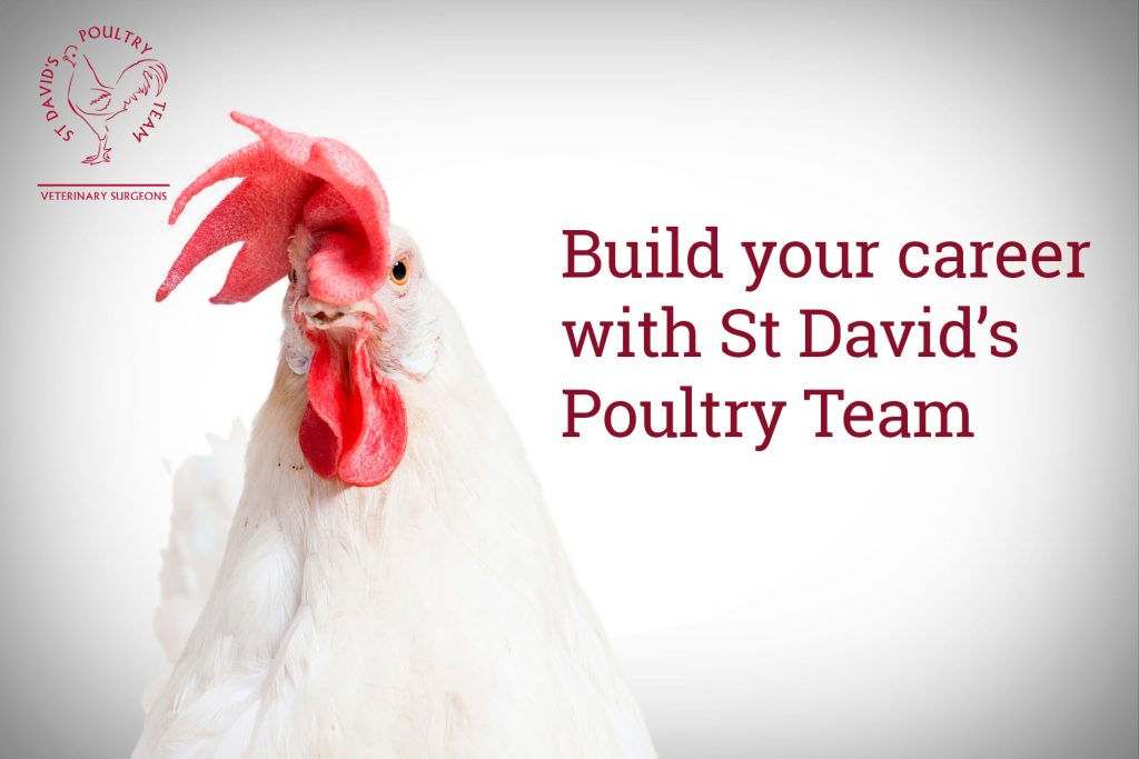 Website career page image - St Davids Poultry Team