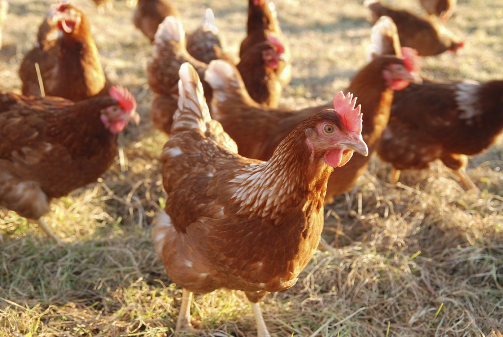 Managing Free Range Layers during a housing order - St Davids Poultry Team